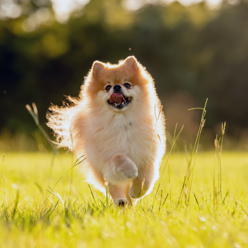 How To Celebrate Earth Day With Your Dog – PatchworkPet