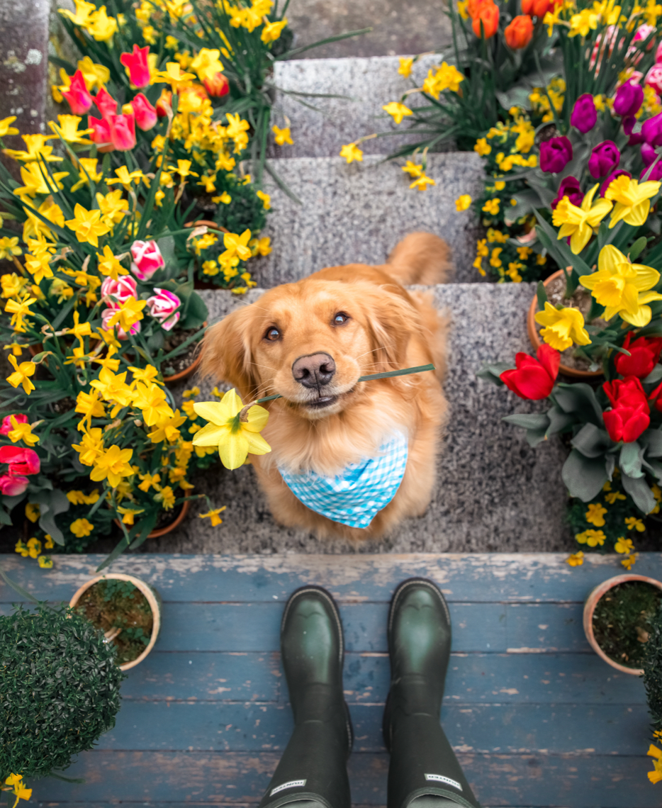 10 Dogs Who Are The Ultimate Springtime Goals – PatchworkPet