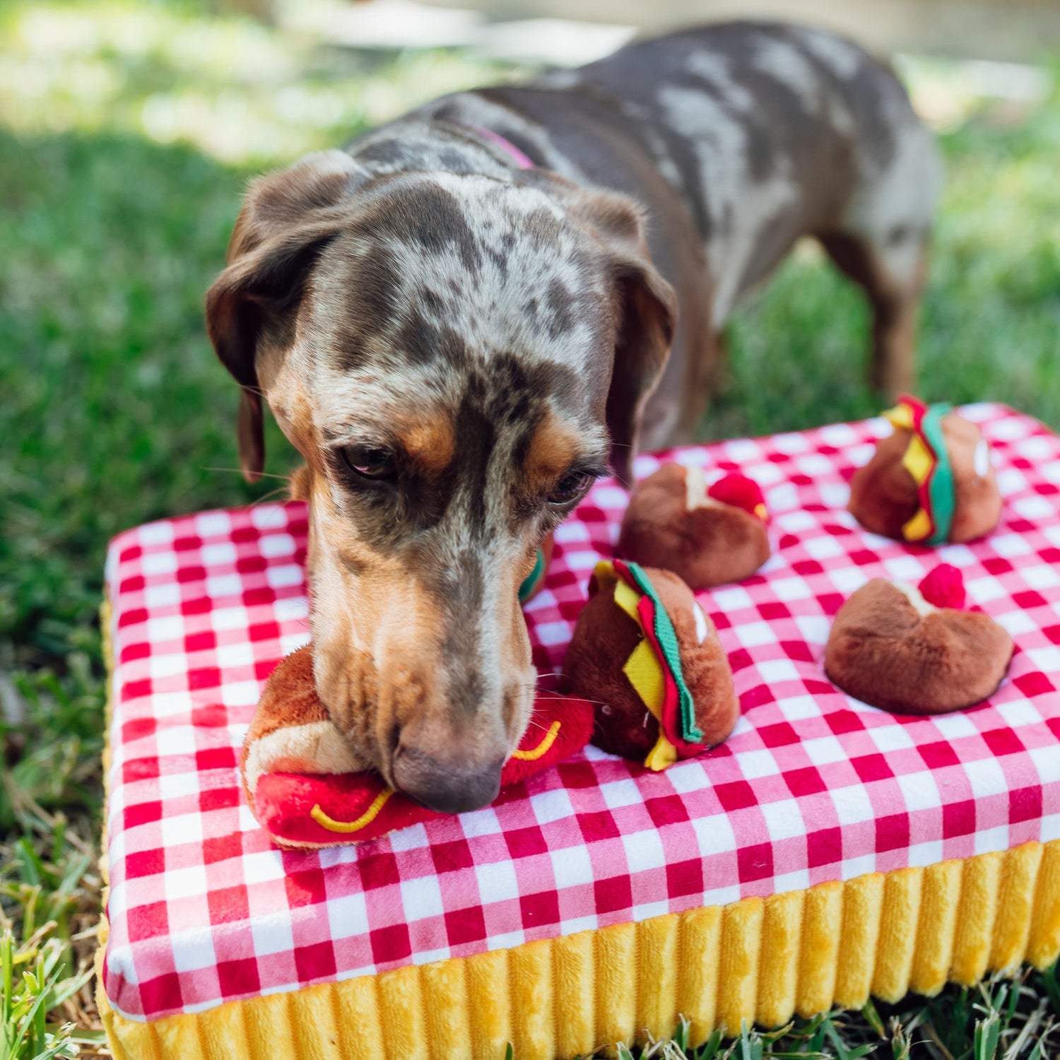 Patchwork Pet: Shop Our Collection of Plush and Trendy Dog Toys