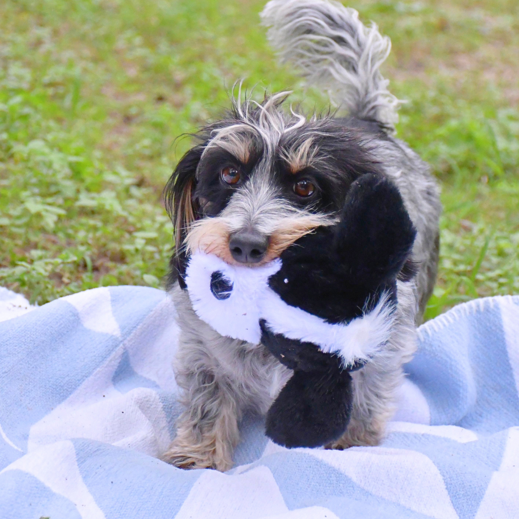 Patchwork Pet: Shop Our Collection of Plush and Trendy Dog Toys