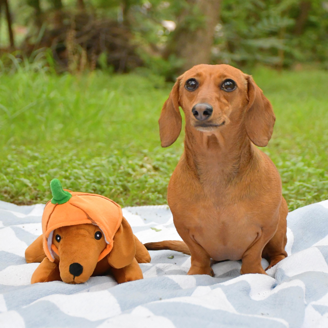 Patchwork Pet: Shop Our Collection of Plush and Trendy Dog Toys
