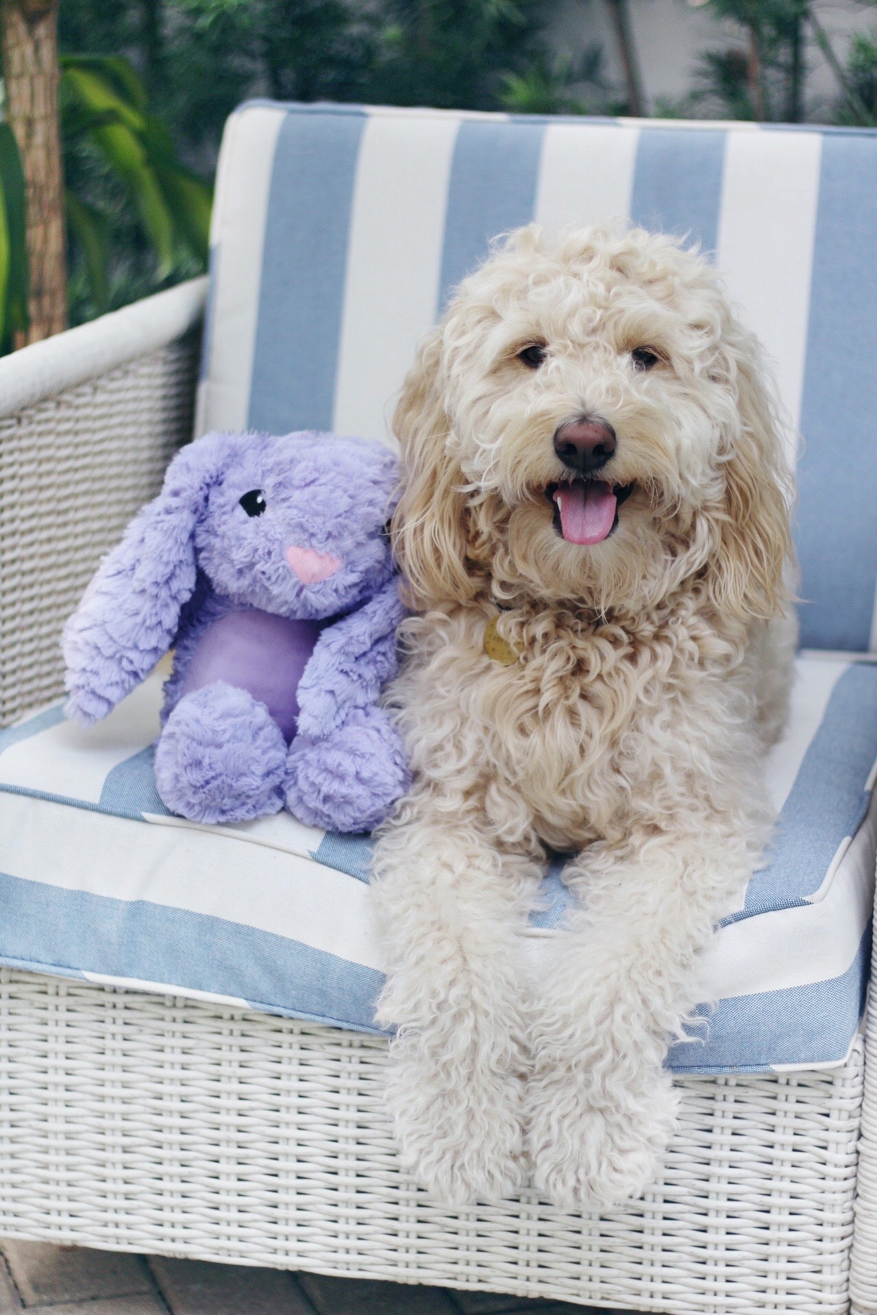 Patchwork Pet: Shop Our Collection of Plush and Trendy Dog Toys