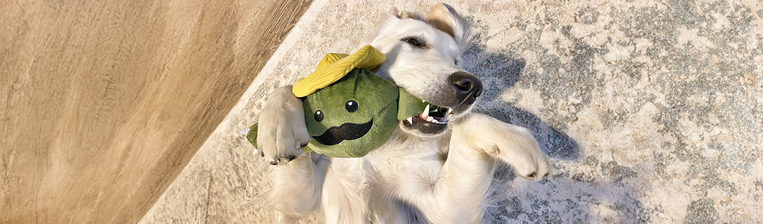 Patchwork Pet: Shop Our Collection of Plush and Trendy Dog Toys